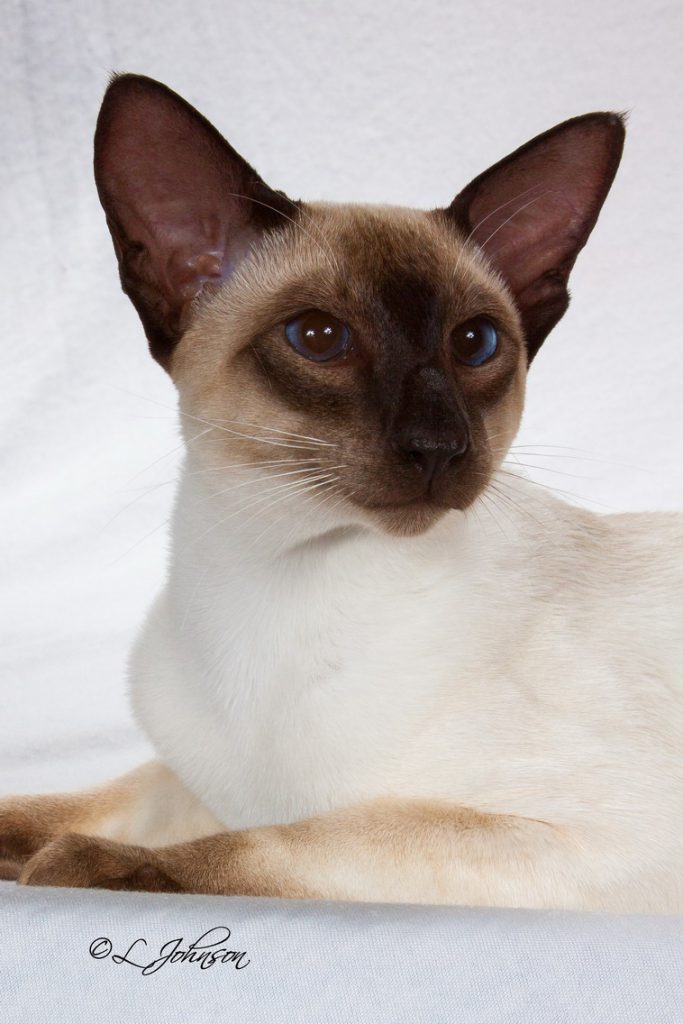 Siamese for Sale – Hawaii Siamese | For the finest Siamese in the Islands
