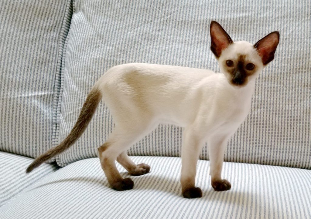 Sweet Legacy standing – Hawaii Siamese | For the finest Siamese in the ...