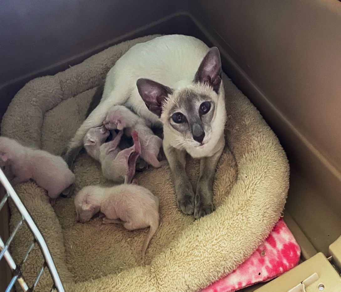 Mom and kittens – Hawaii Siamese | For the finest Siamese in the Islands